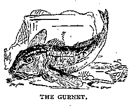 CHAPTER VIII. -- FISH RECIPES.