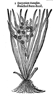 Fig. 85. Branched Bur-reed (1)
