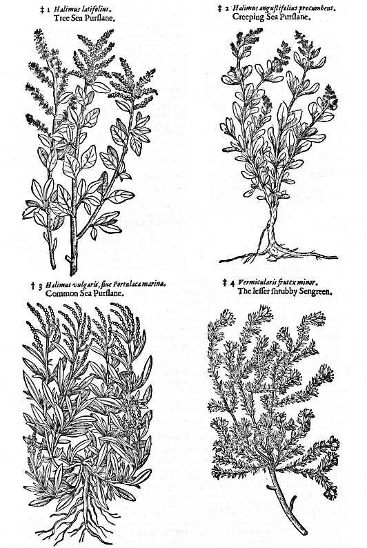 Fig. 788. Kinds of Purslane (1-4)