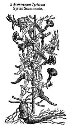 Fig. 1284. Syrian Scammony (1)