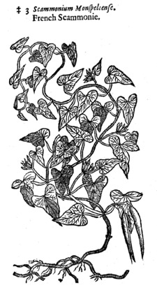 Fig. 1286. French Scammony (3)