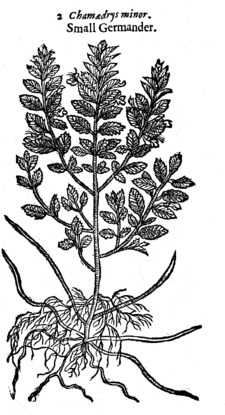 Fig. 986. Small Germander (2)