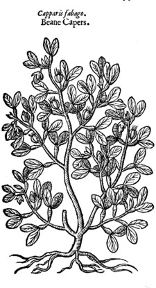 Fig. 1311. Bean Capers.