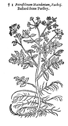 Fig. 1460. Bastard Stone Parsley (1)