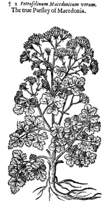 Fig. 1461. True Parsley of Macedonia (2)