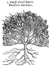 Fig. 1878. Dwarf Furze (5)