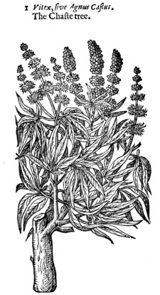 Fig. 1957. Chaste Tree (1)