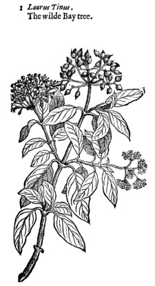 Fig. 1990. Wild Bay (1)