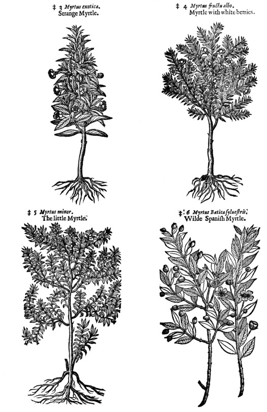 Fig. 1995. Kinds of Myrtle (3-6)