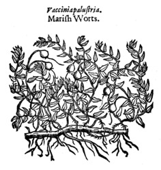 Fig. 2000. Marsh Whortleberry