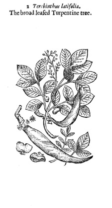 Fig. 2017. Broad-Leaved Turpentine Tree (2)