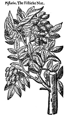 Fig. 2020. Fistic Nut