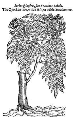 Fig. 2063. Wild Ash or Quicken Tree