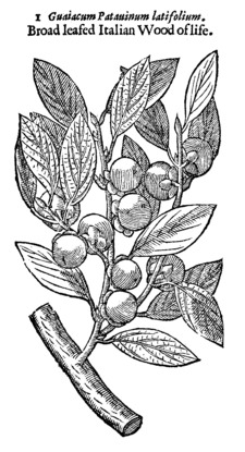 Fig. 2090. Broad-Leaved Italian Tree of Life (1)