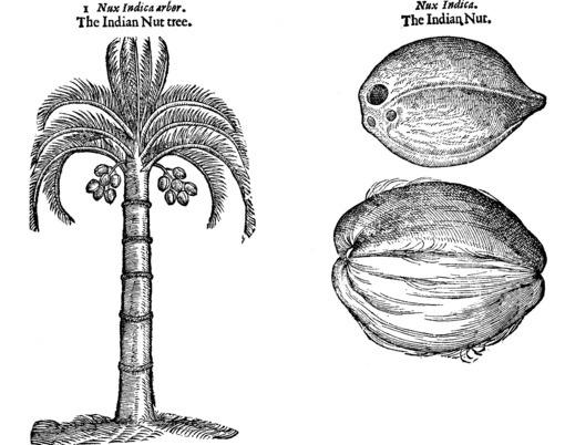 Fig. 2118. The Indian Nut (1)