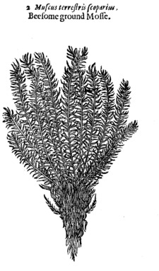 Fig. 2160. Besom Ground Moss (2)