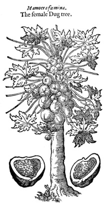 Fig. 2237. Female Dug Tree or Mamoera