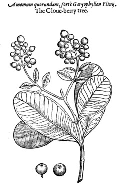 Fig. 2239. A Branch of the Guiacum Tree